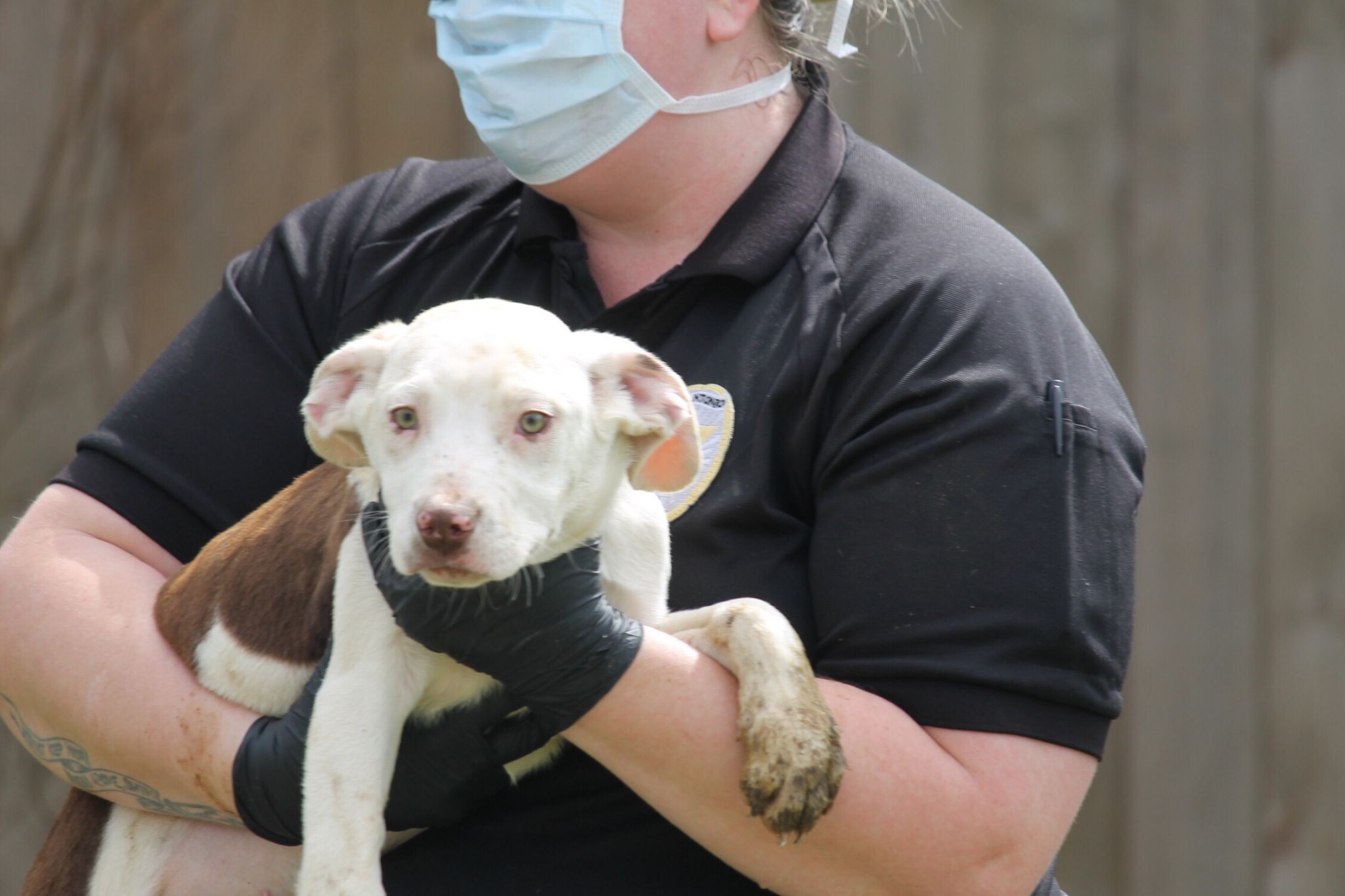 Officials: Animal body part found among nearly 2 dozen dogs seized from ...