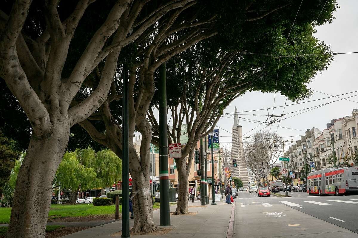 As SF struggles to increase urban forest, residents protest a ‘chainsaw ...