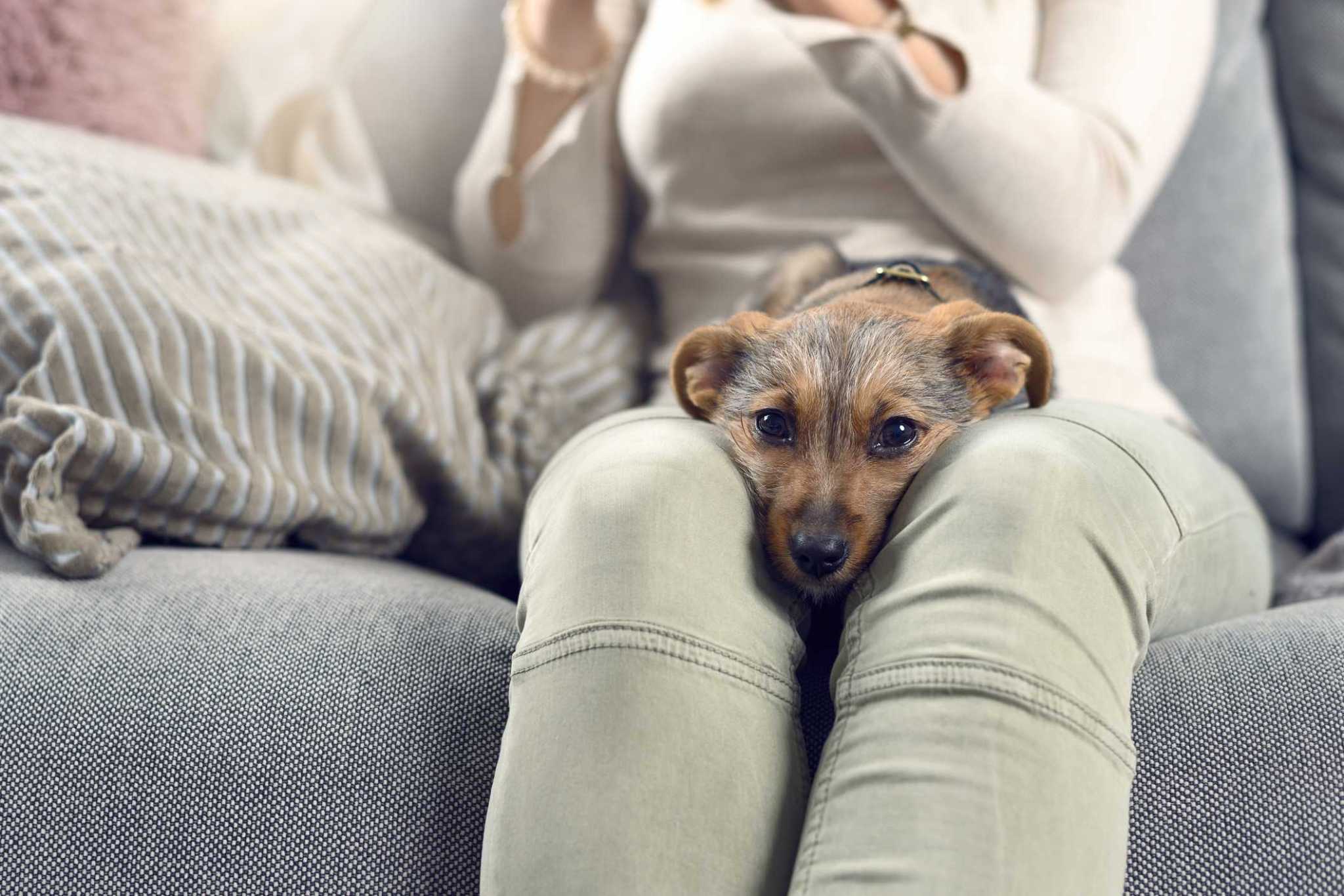 How to decode your dog's behavior