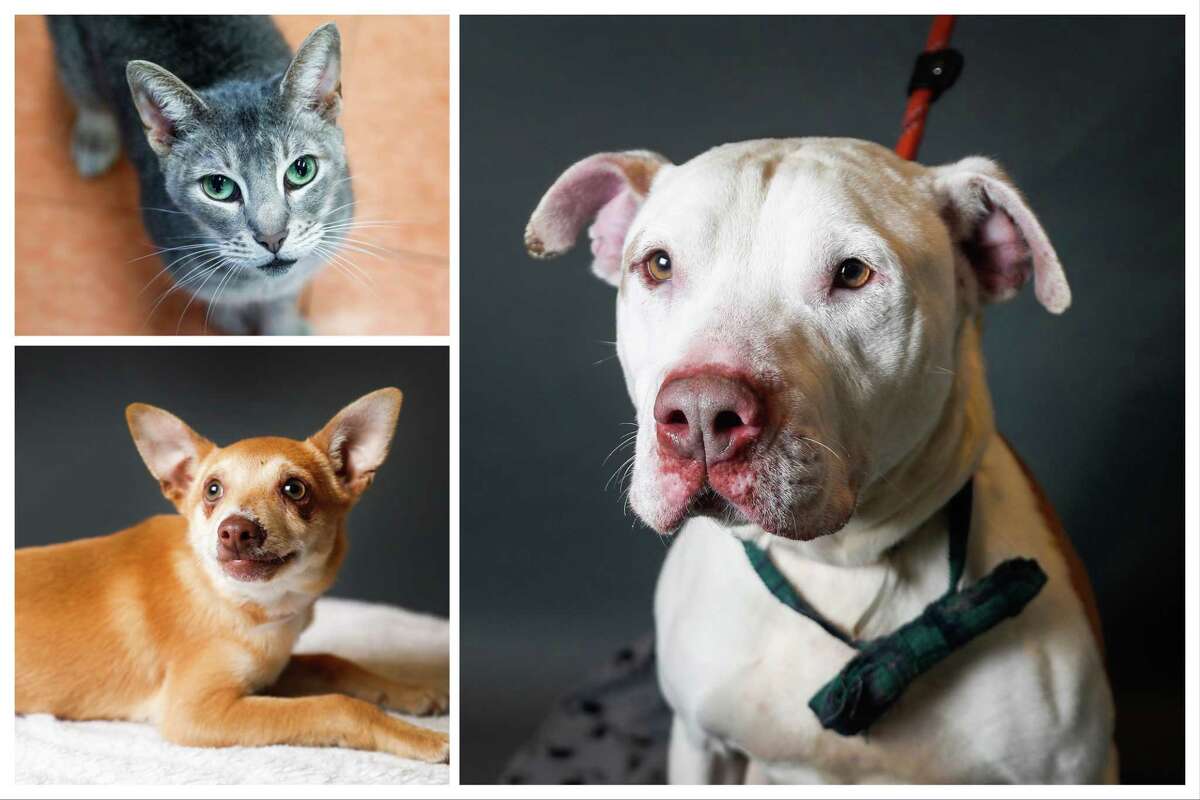Pets of the Week: BARC Animal Shelter