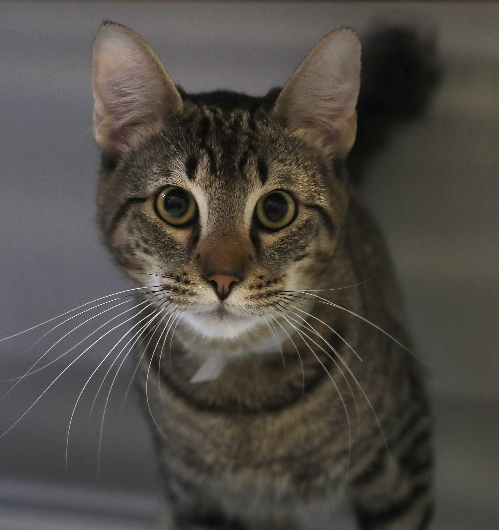 Pets of the Week: BARC Animal Shelter