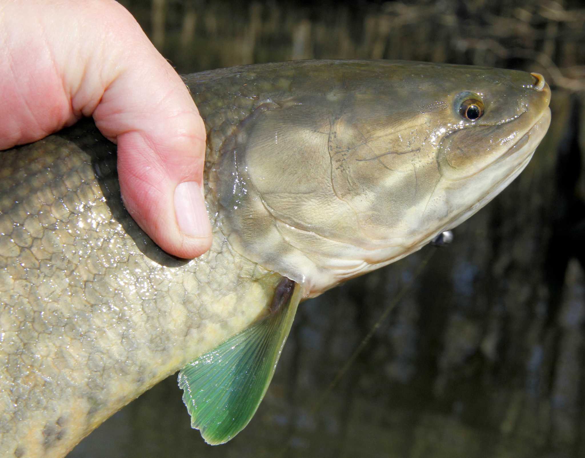 Cracking the angler’s code for goggle-eyes, pogy and gou