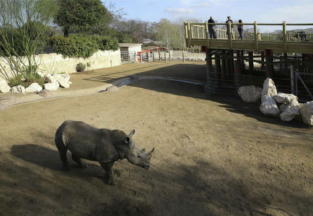 New rhino habitat at San Antonio Zoo offers expanded interactive ...