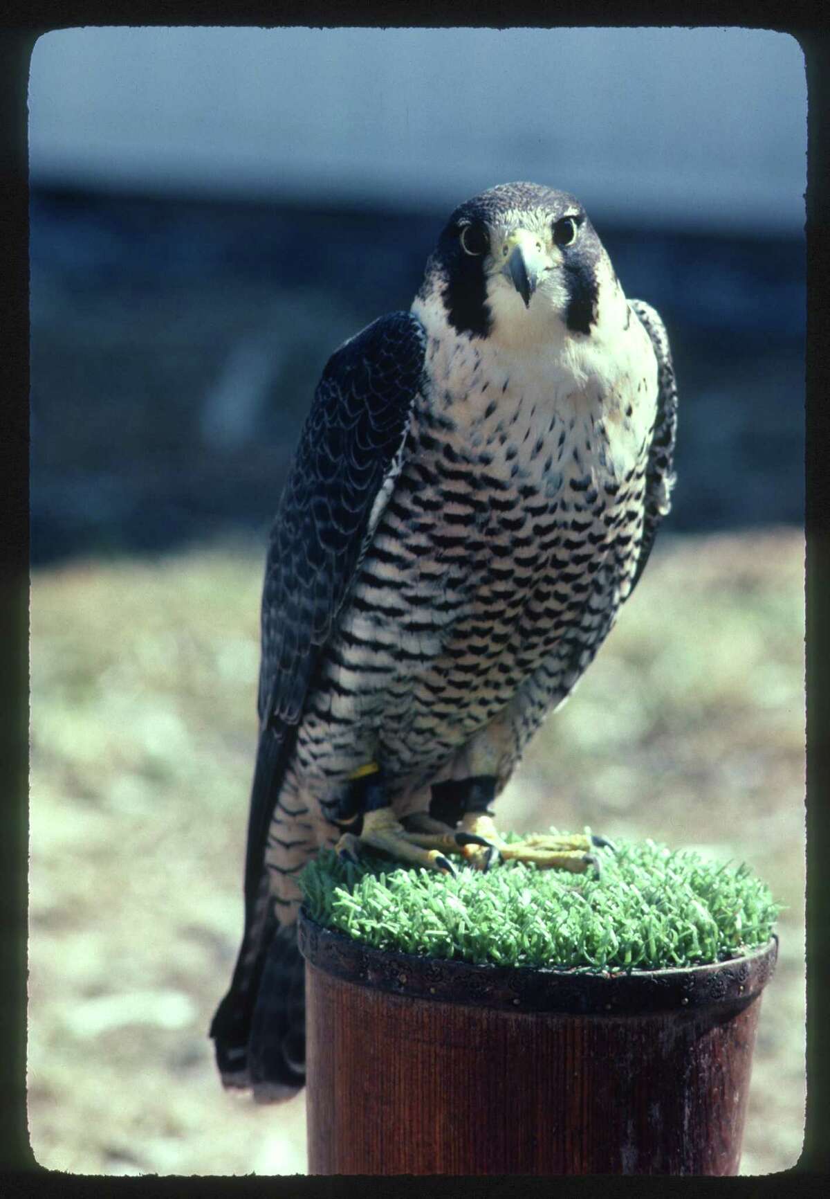 Albino Peregrine Falcon
