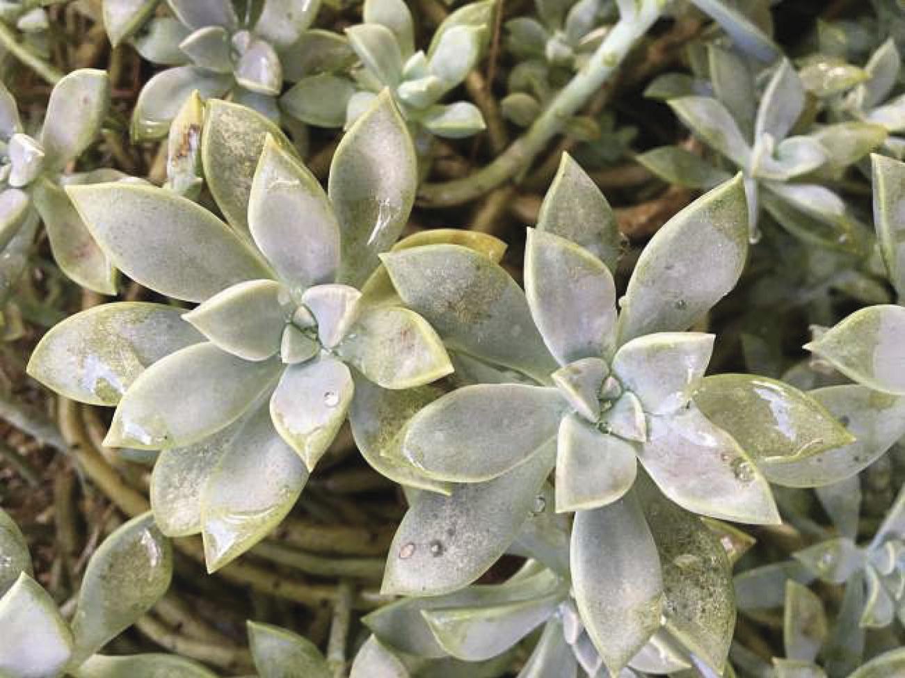 Master Gardener: Ghost plant is full of possibilities