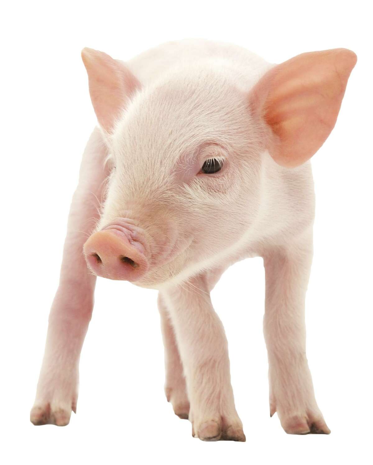 China’s tech firms are mapping pig faces