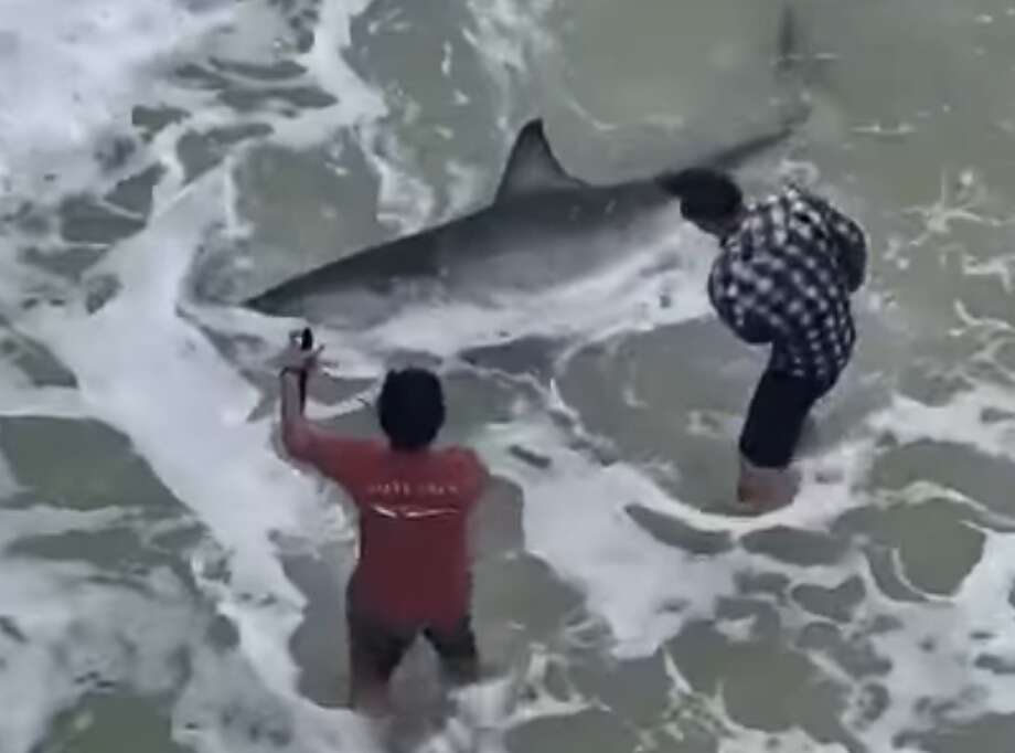 Great white shark caught in the Gulf off northwest Florida. Could they ...