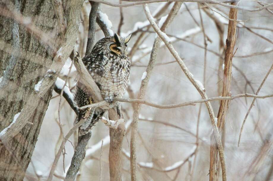 CT Fish and Wildlife: Give animals space while taking photos ...