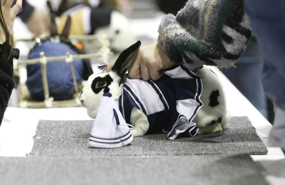 At Houston Rodeo, bunny costume contestants multiply