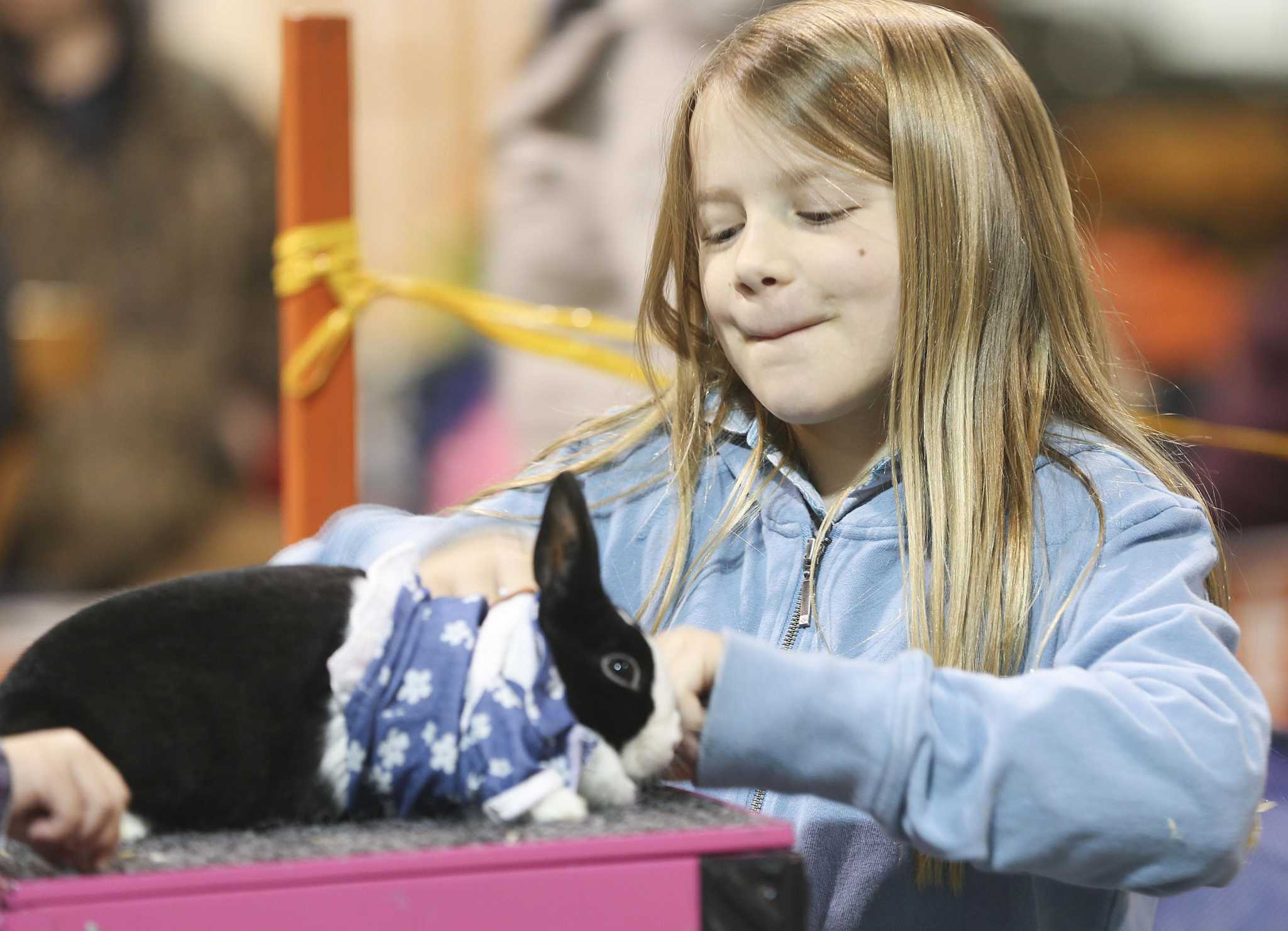 At Houston Rodeo, bunny costume contestants multiply