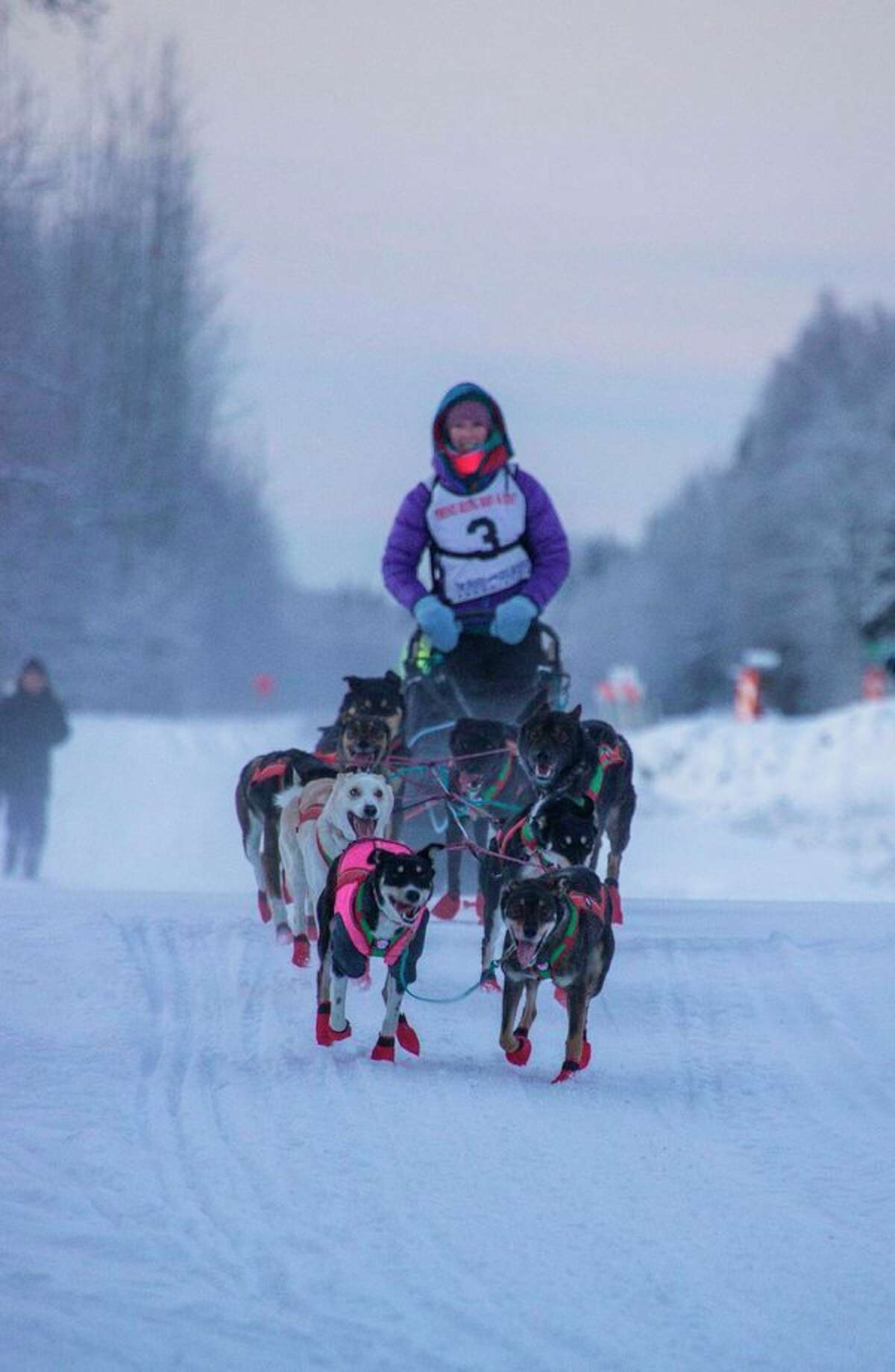 Gladwin woman ends Iditarod run, putting dog team first