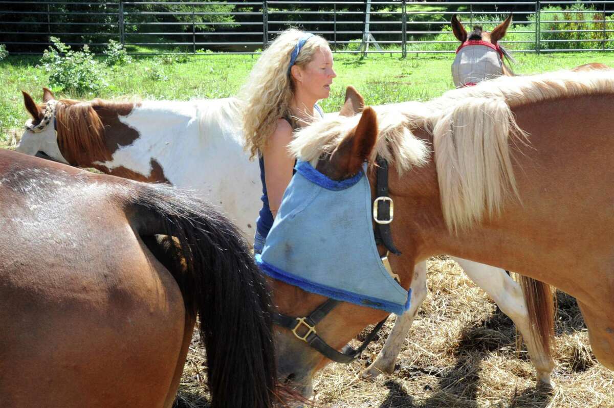 These CT farm animals can join your next virtual meeting