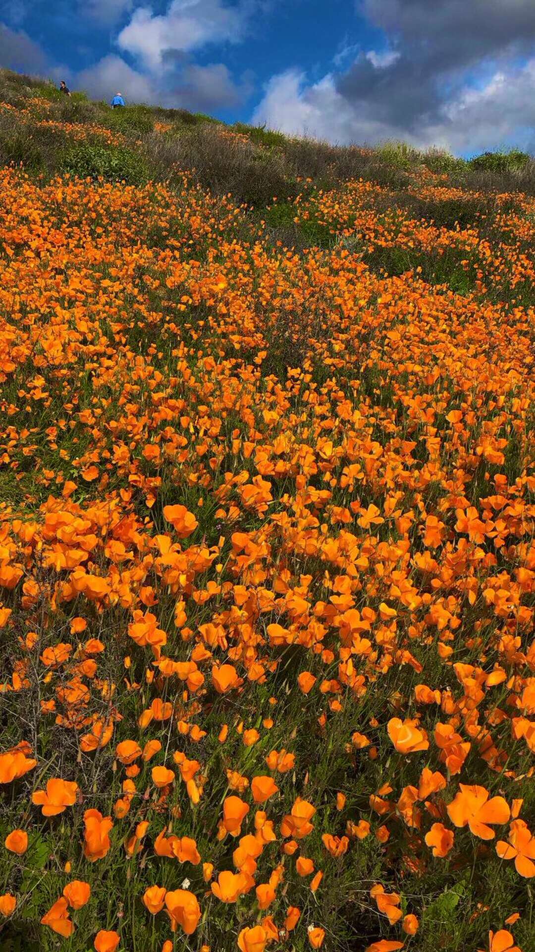 Photographer's viral image captures the best way to see the super bloom