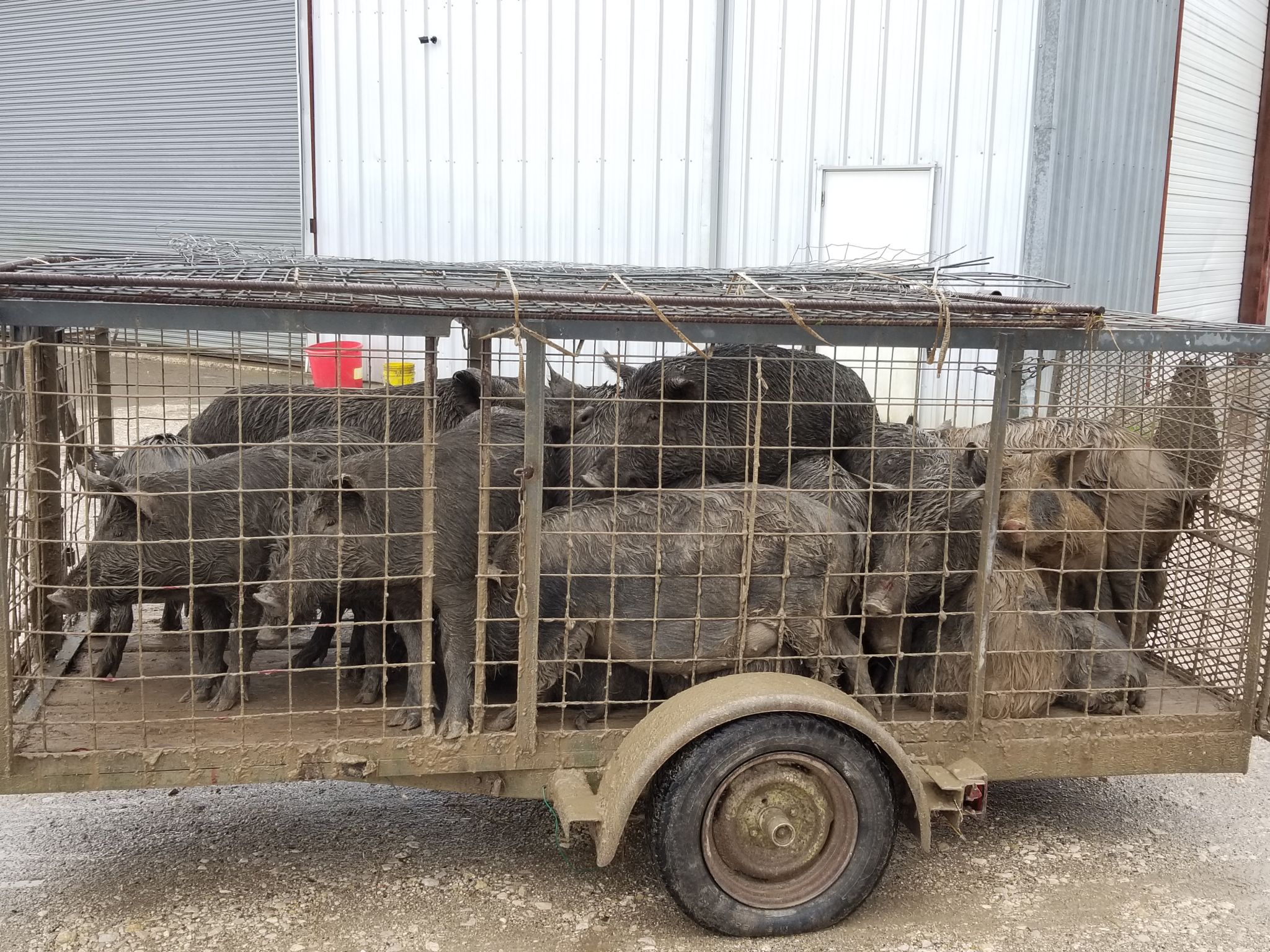 Houston-area suburbs see uptick in feral hog populations destroying ...