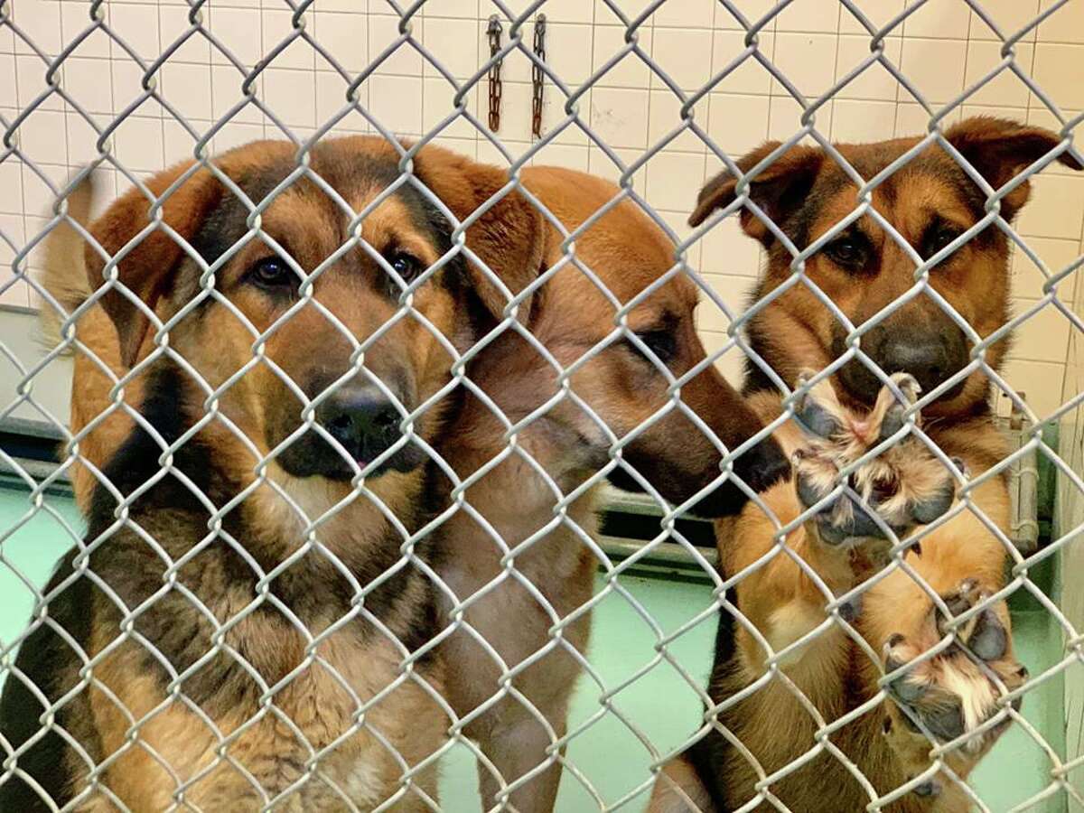 Crowded Pasadena animal shelter waives adoption fees through Friday
