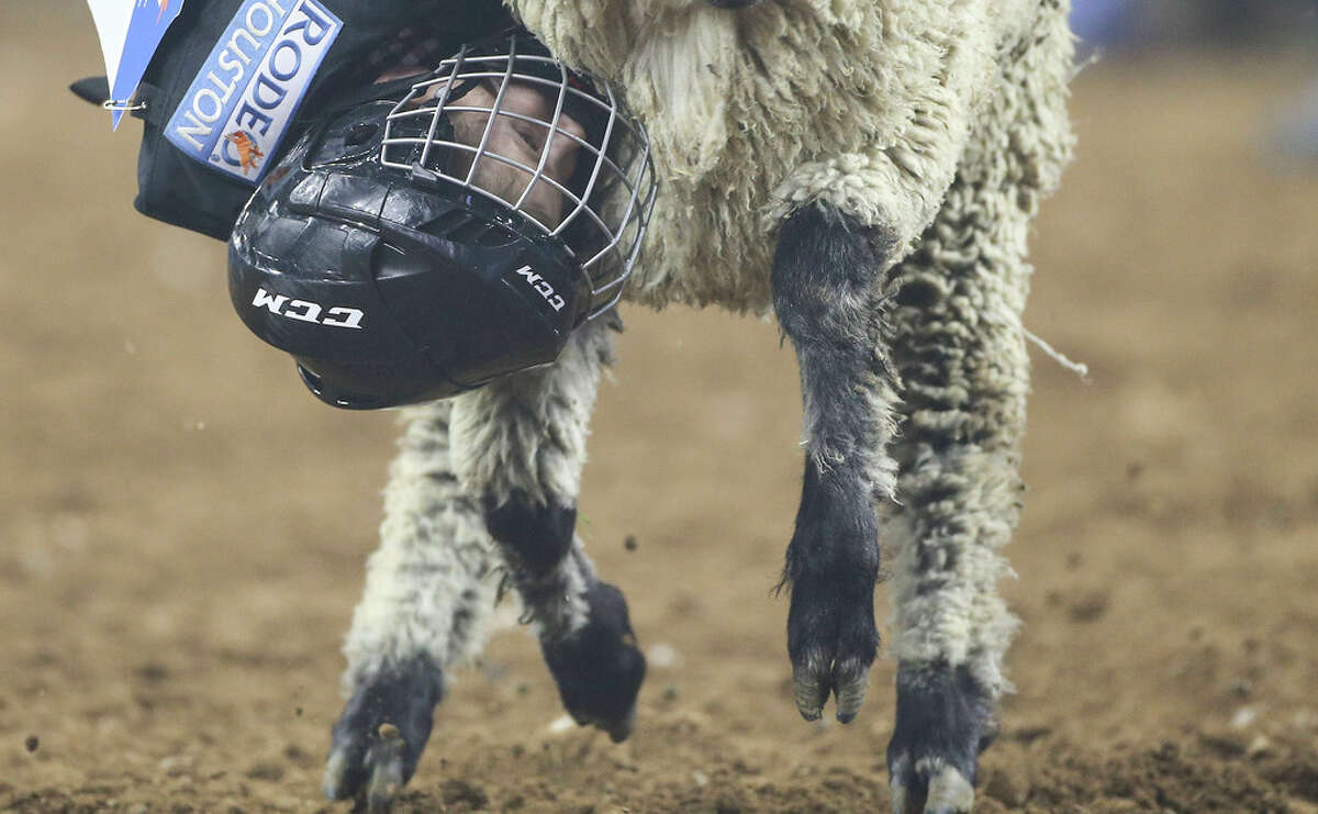 Mutton Busting: A good, fast ride