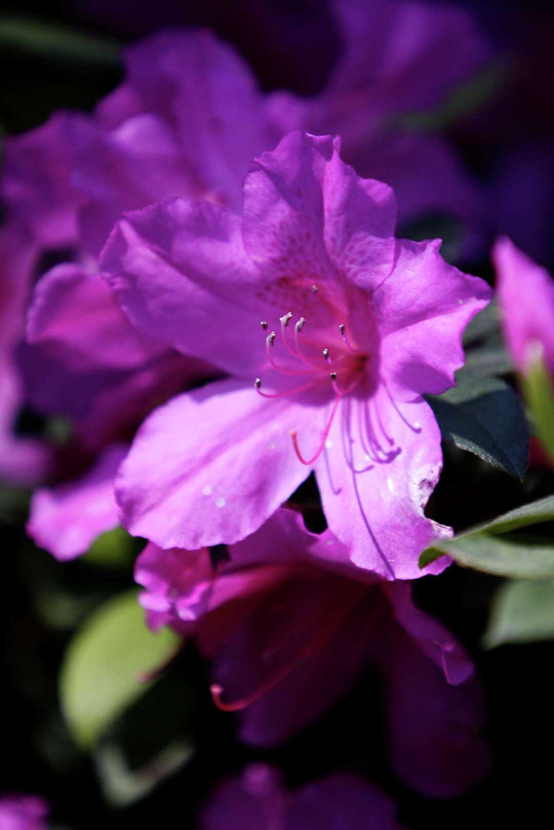 Houston azaleas guide A to Z