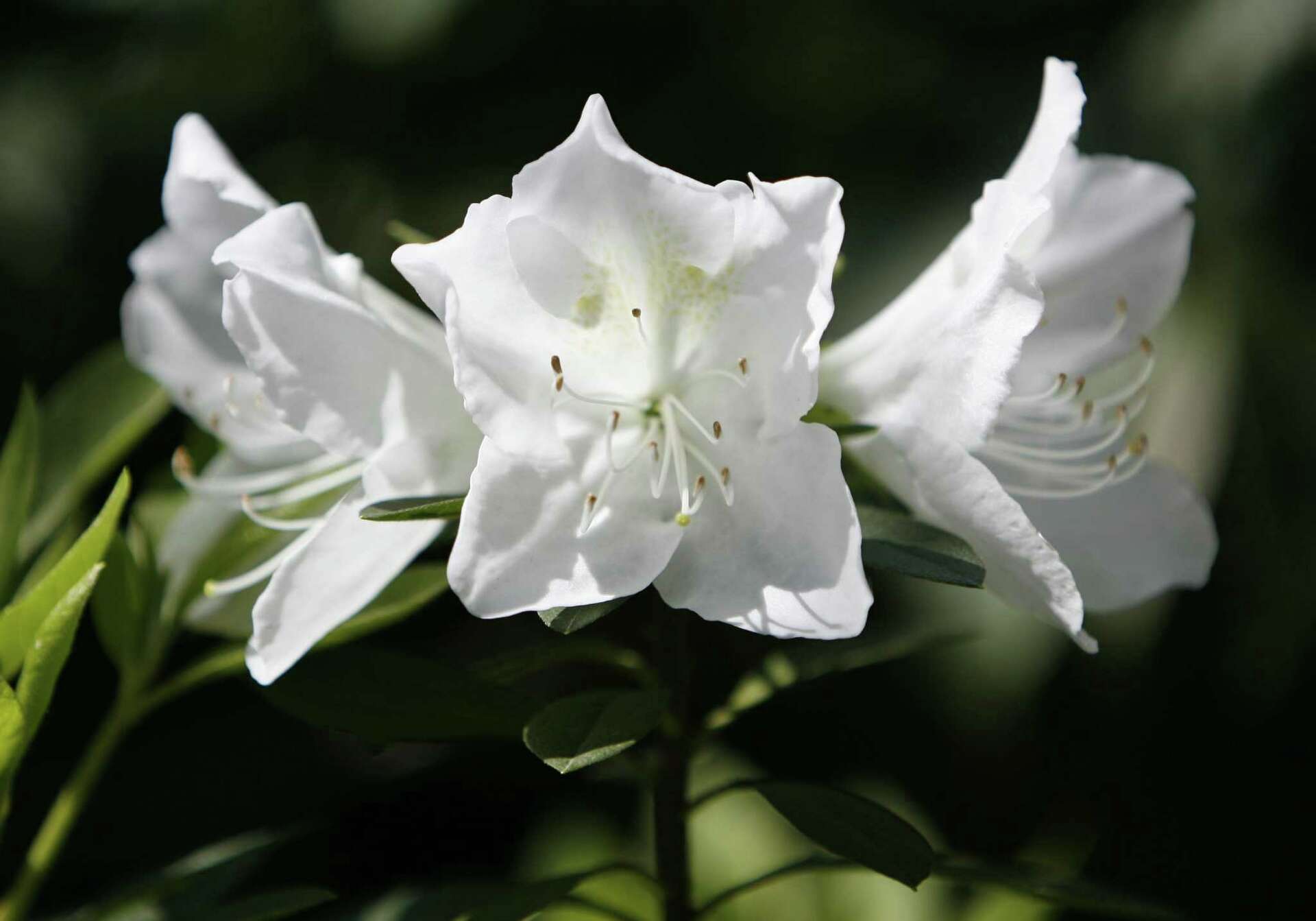 Houston azaleas guide A to Z