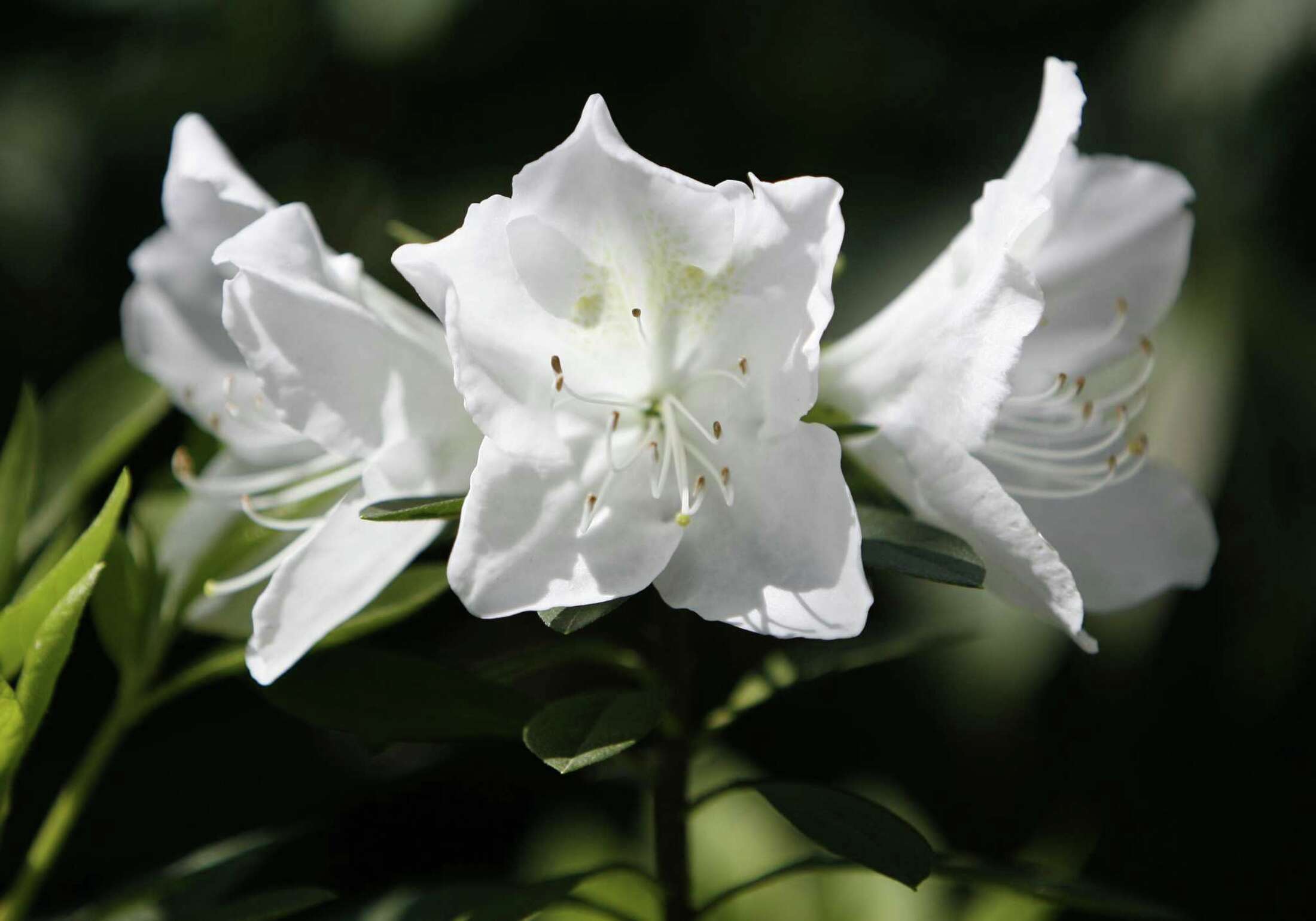 Houston azaleas guide A to Z