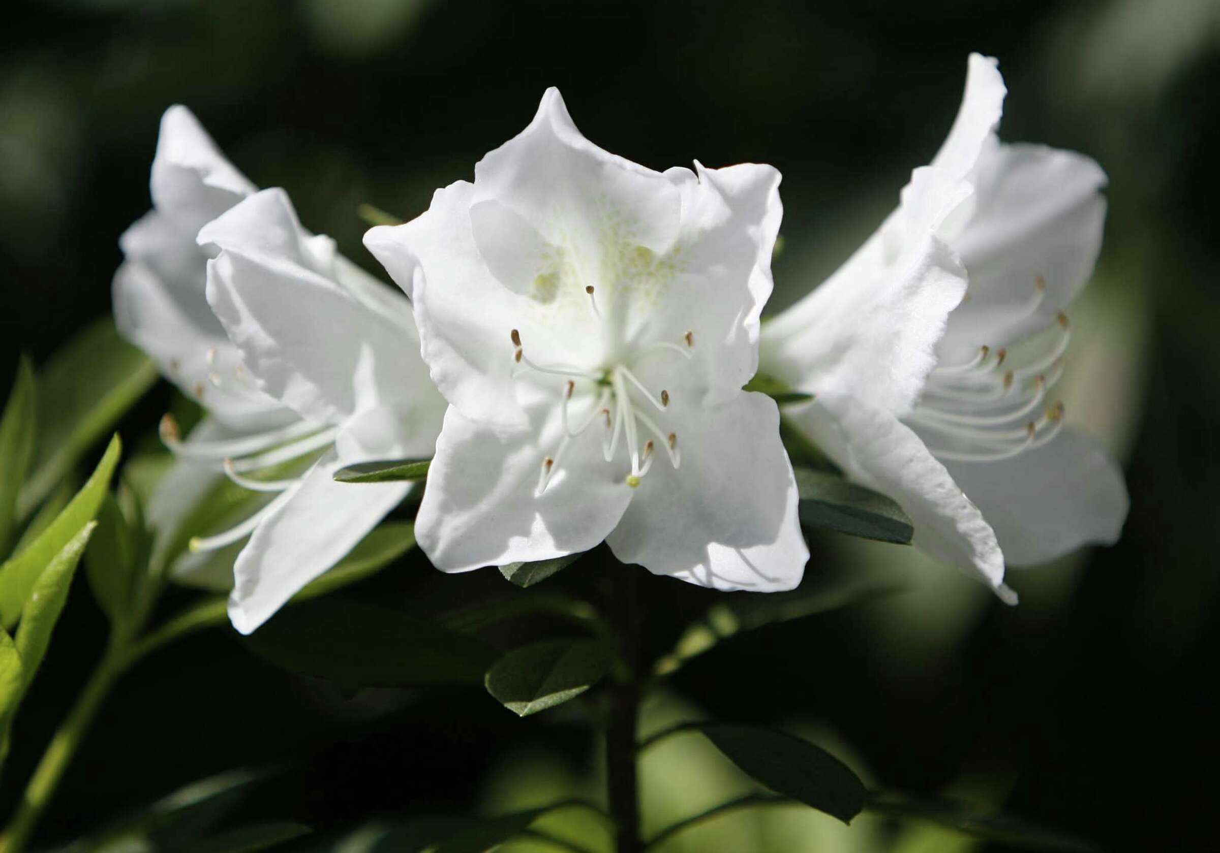 Houston azaleas guide A to Z