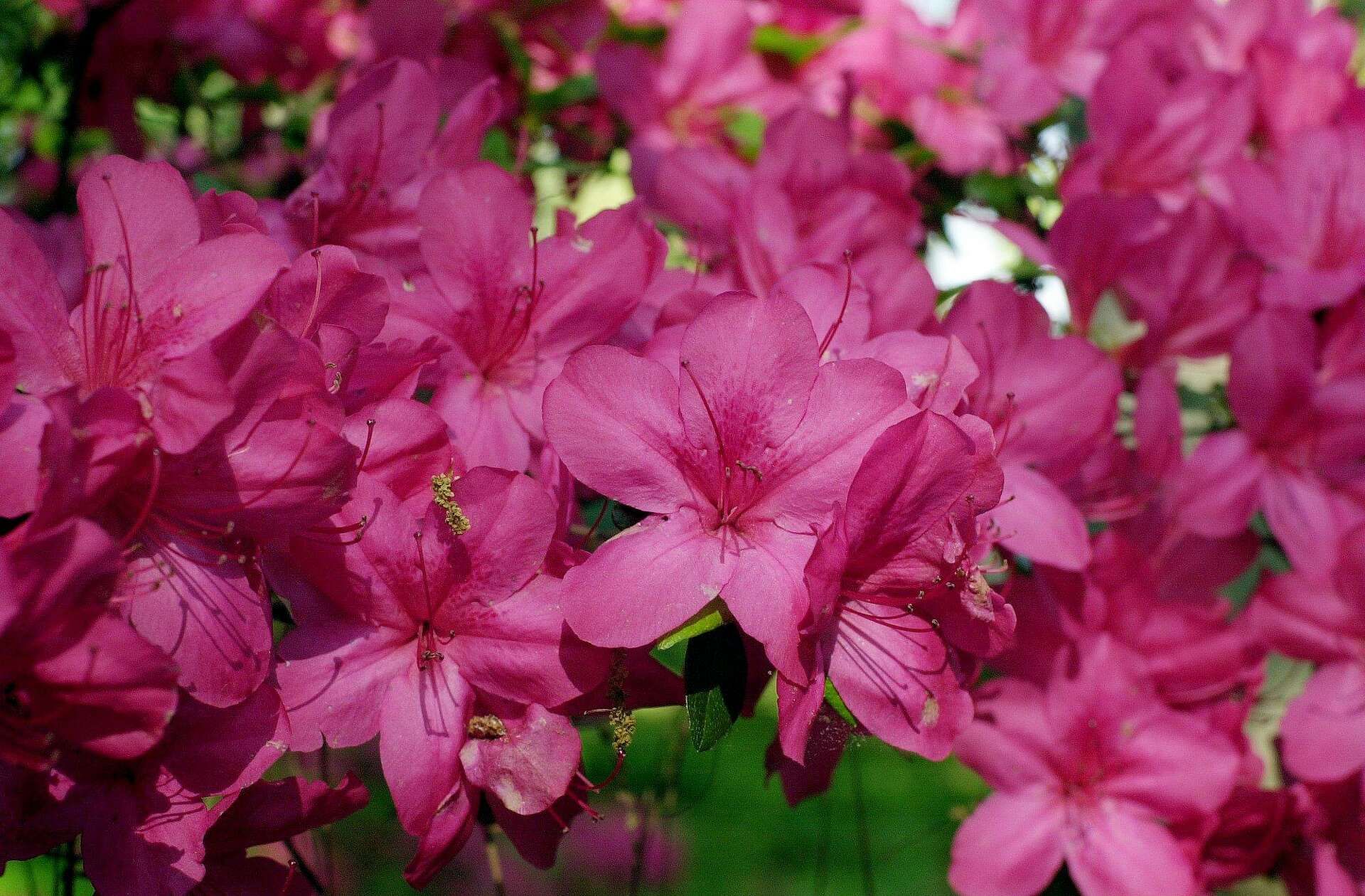 Houston azaleas guide A to Z