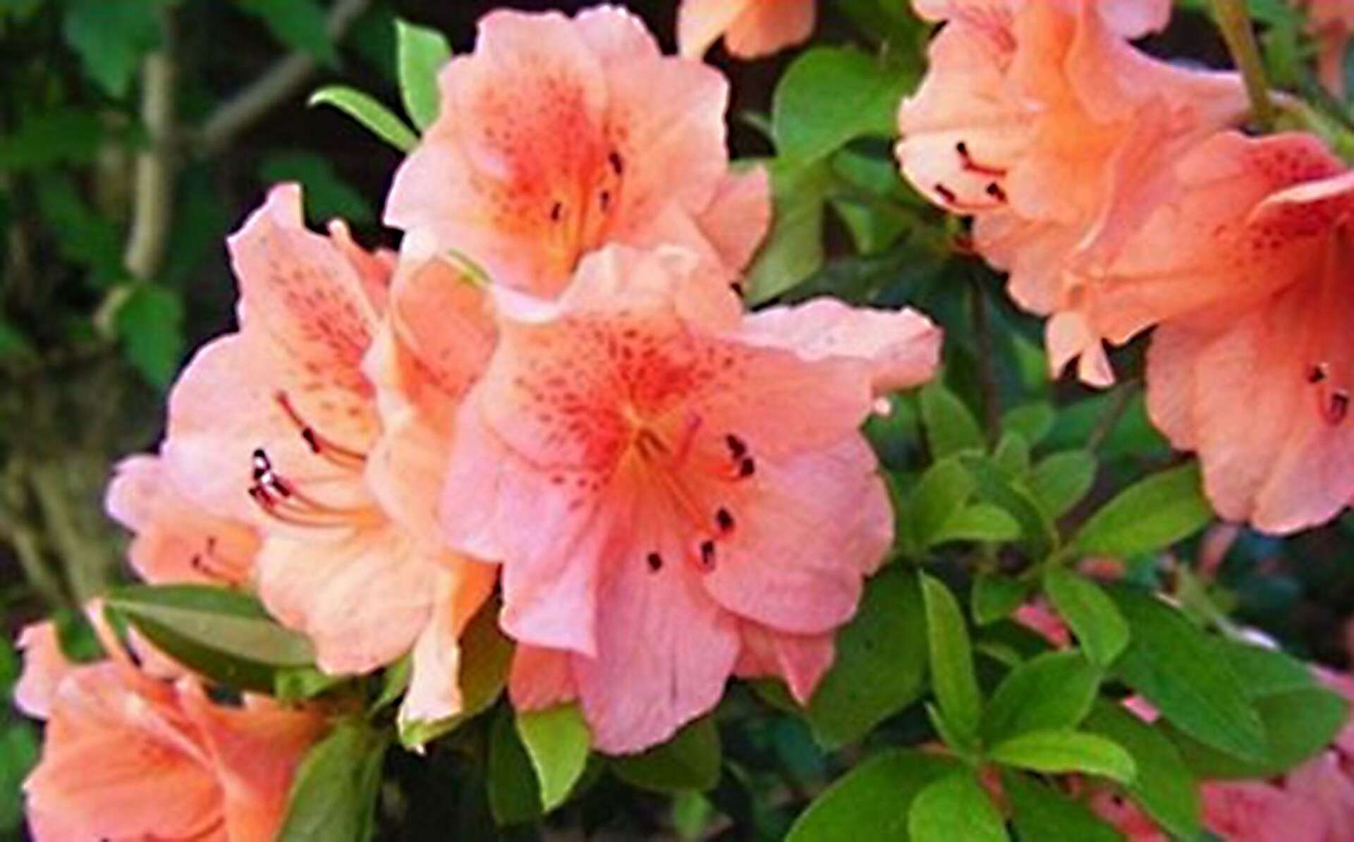 Houston azaleas guide A to Z