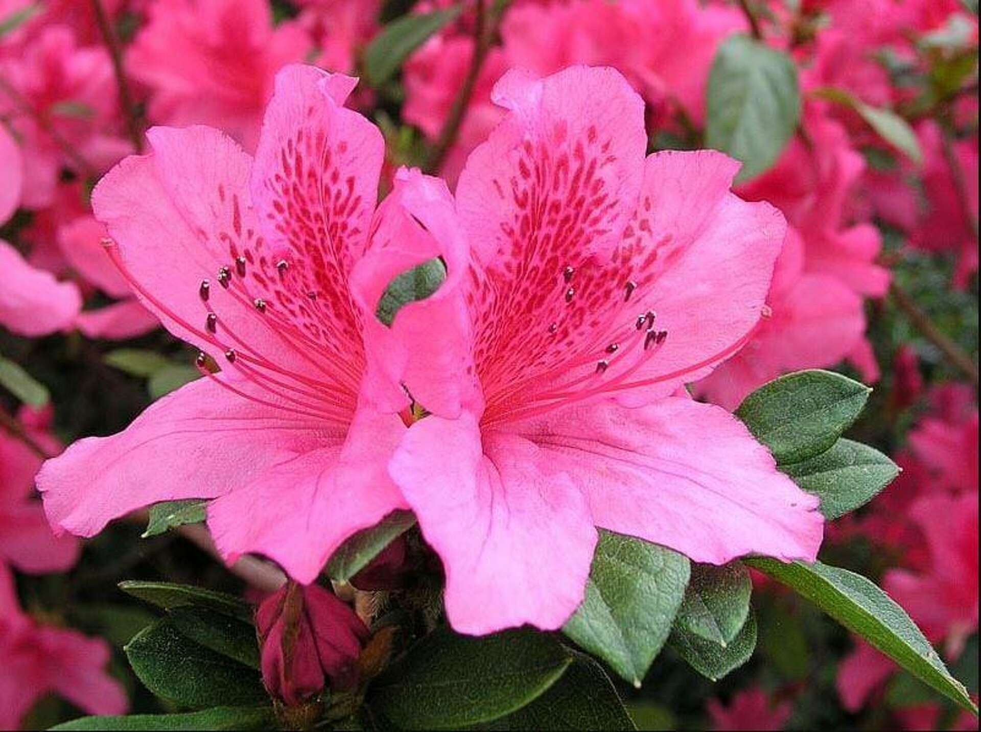 Houston azaleas guide A to Z