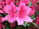 Houston azaleas guide A to Z