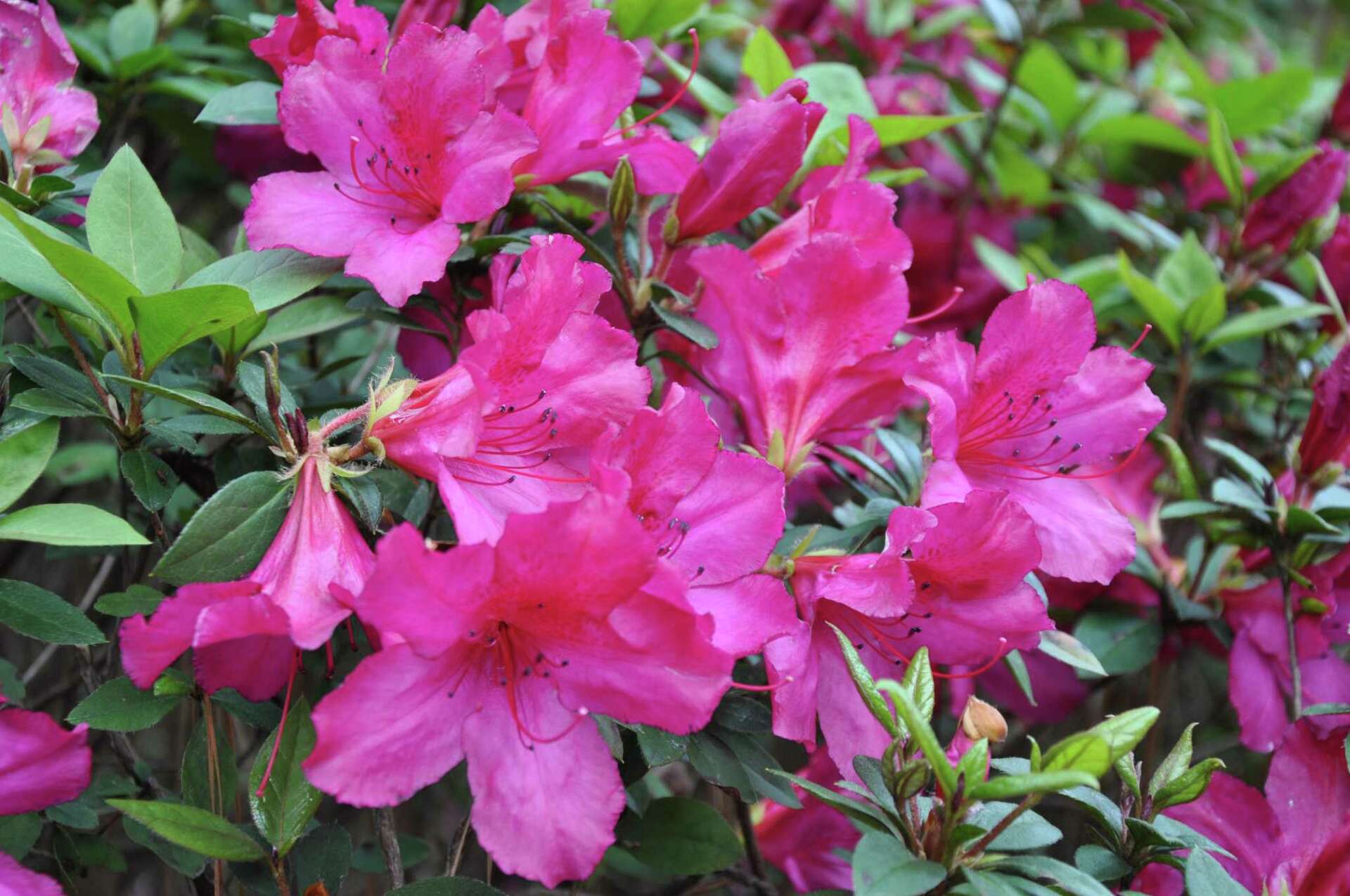 Houston azaleas guide A to Z