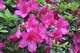 Houston azaleas guide A to Z