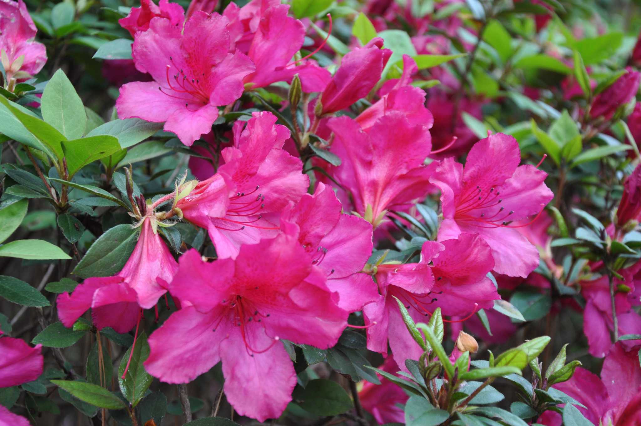 Houston azaleas guide A to Z