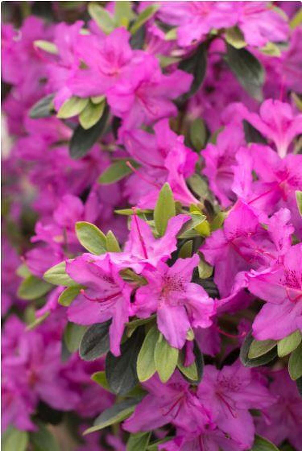 Houston azaleas guide A to Z