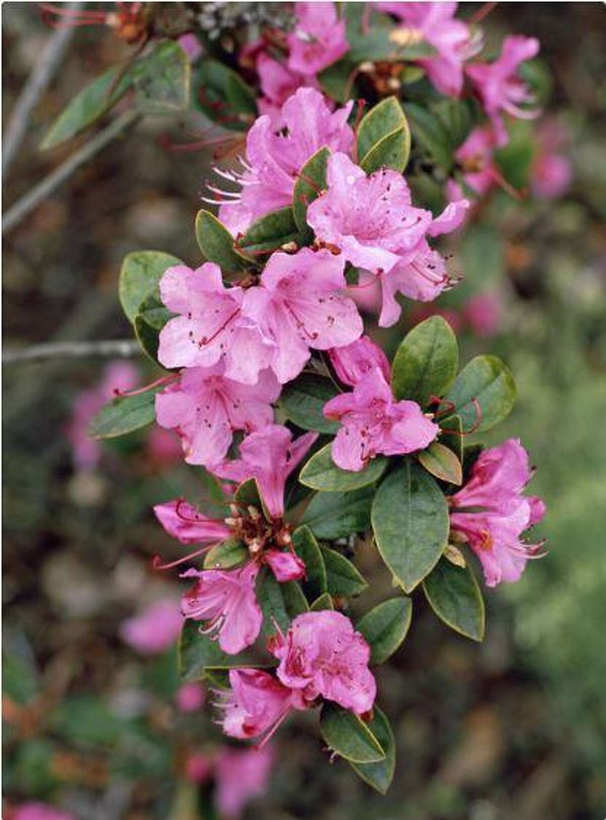 Houston azaleas guide A to Z