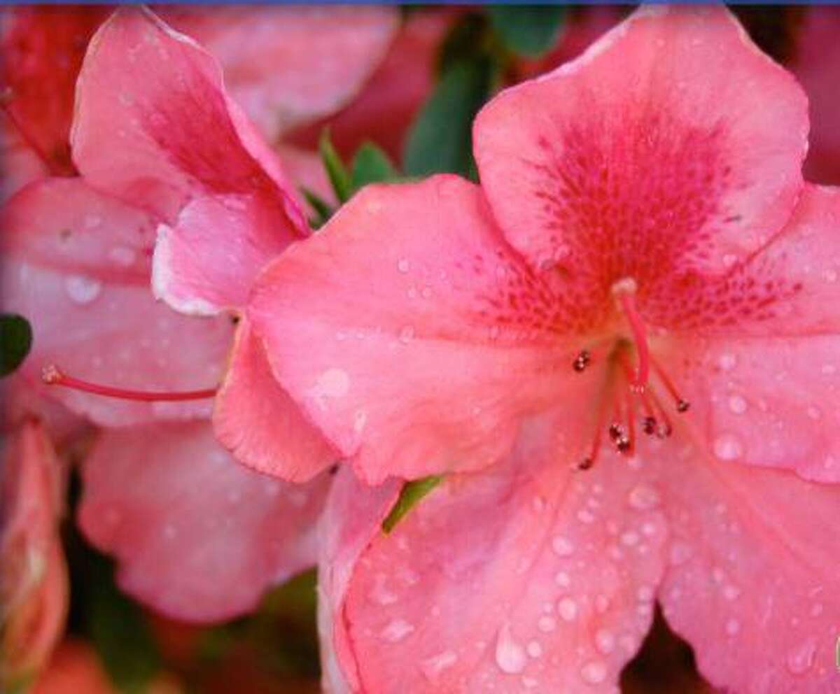 Houston azaleas guide A to Z