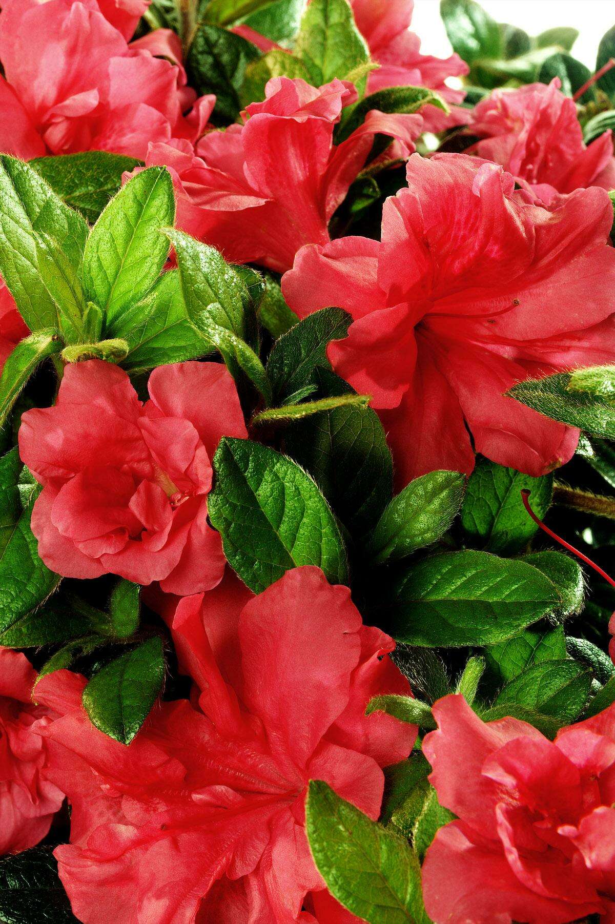 Houston azaleas guide A to Z