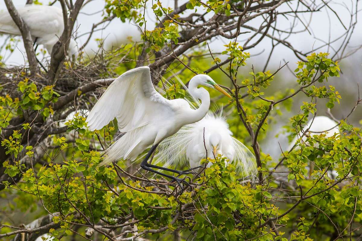 Spectacular bird watching is happening at Texas’ High Island Rookery