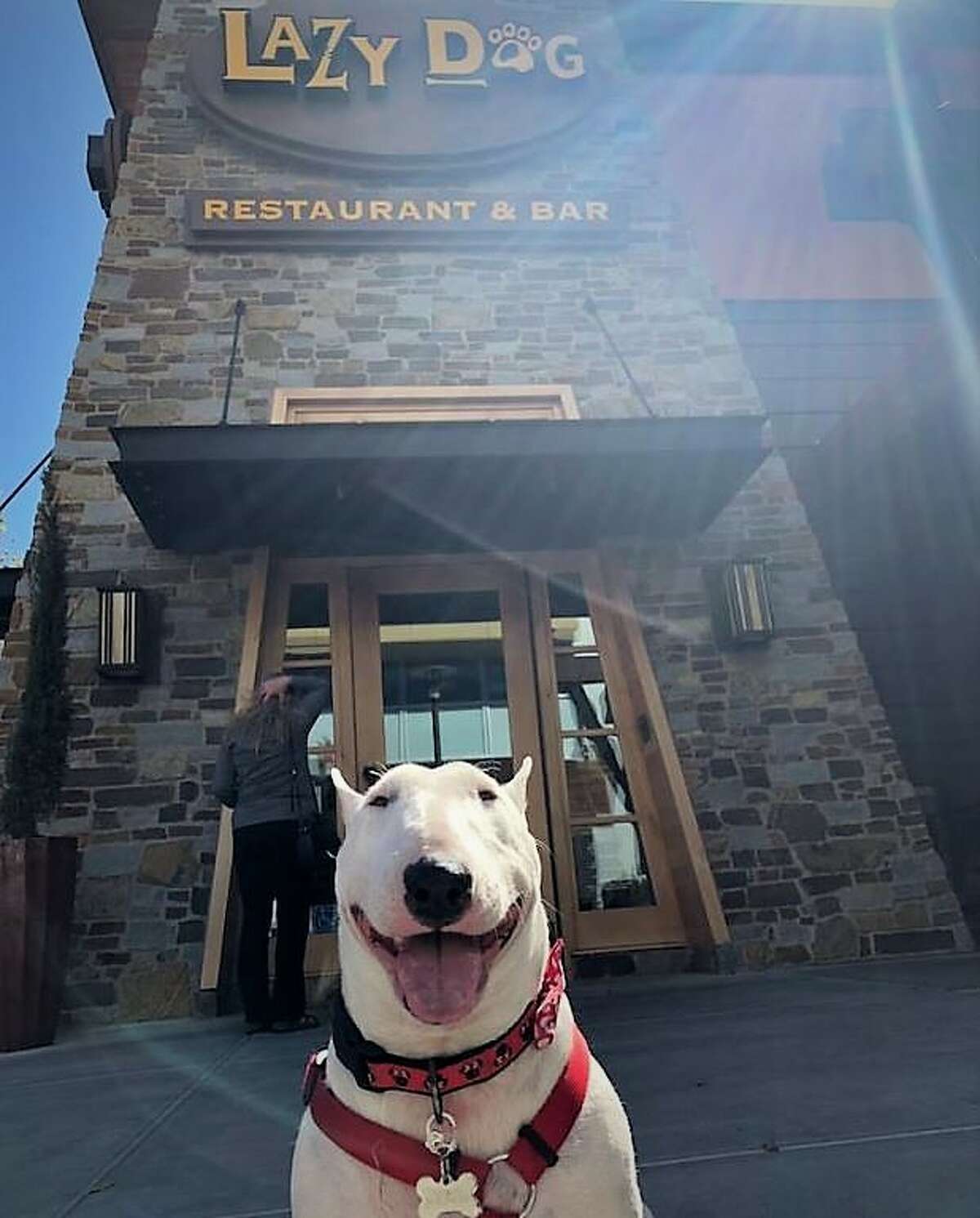 A table for two and Fido, too: Lazy Dog Restaurant & Bar features pet ...