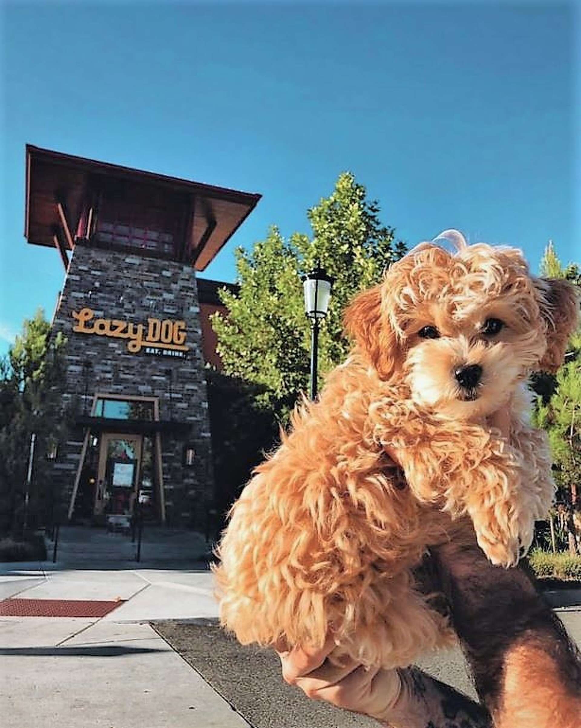 A table for two and Fido, too: Lazy Dog Restaurant & Bar features pet ...