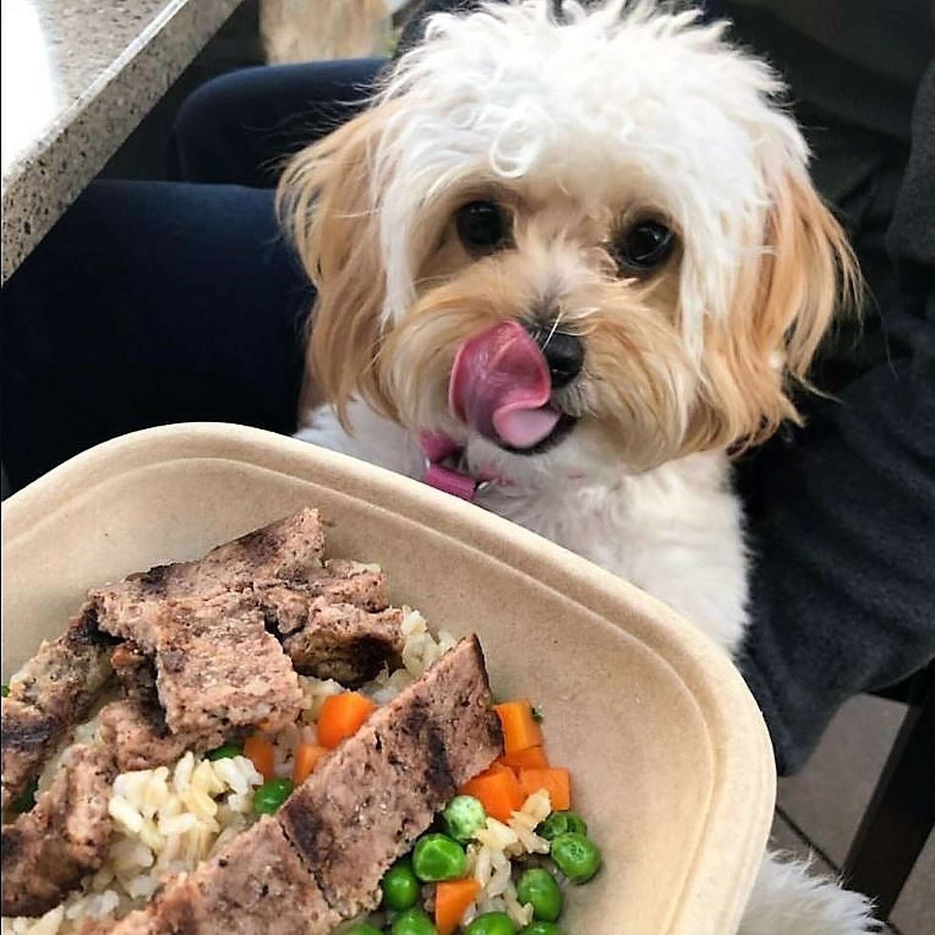 A table for two and Fido, too: Lazy Dog Restaurant & Bar features pet ...