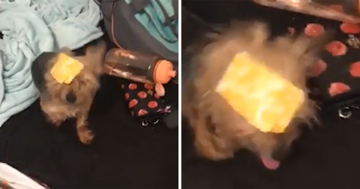 South Texas woman takes cheese challenge a step further in viral tweet