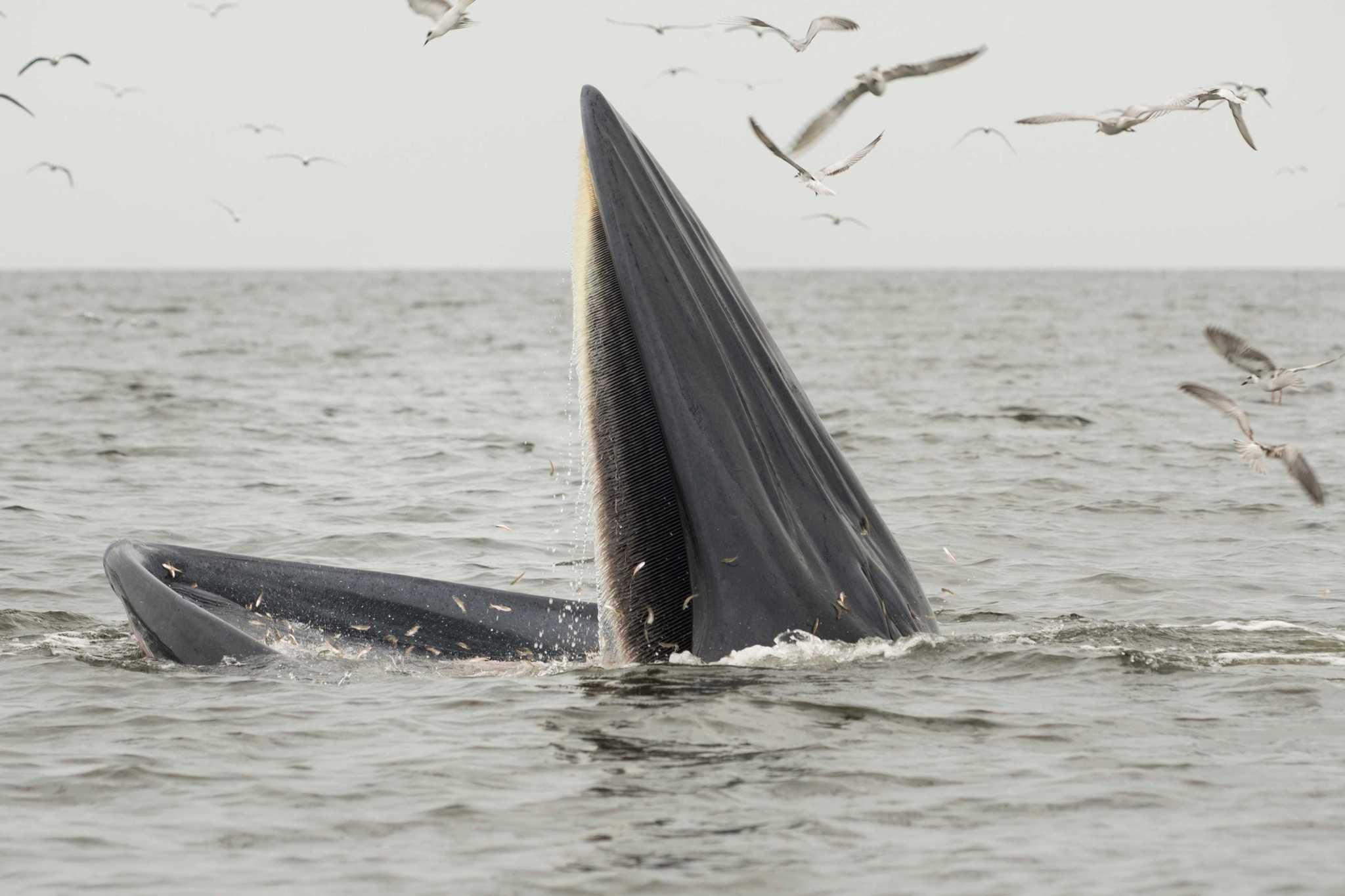 Diver lives to tell tale of almost being swallowed by Bryde’s whale