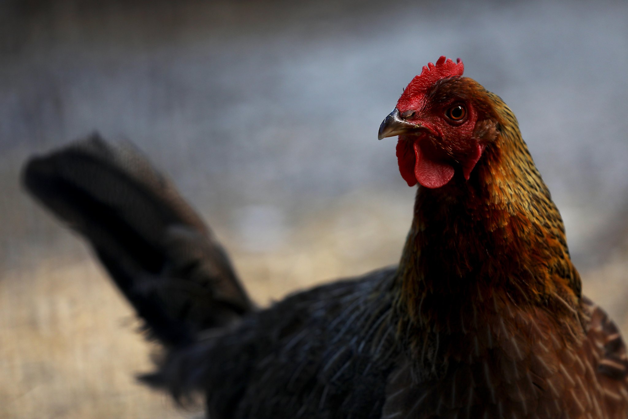 The 'poultry Grim Reaper' makes its way to Northern California