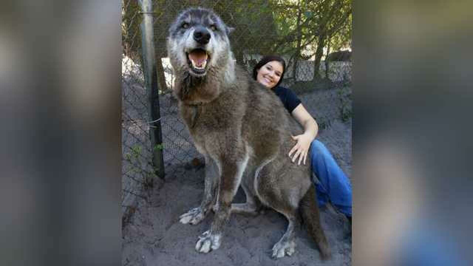 huge wolf attacks dog