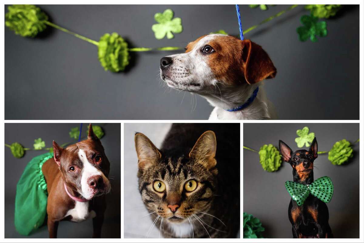 Pets of the Week: BARC Animal Shelter