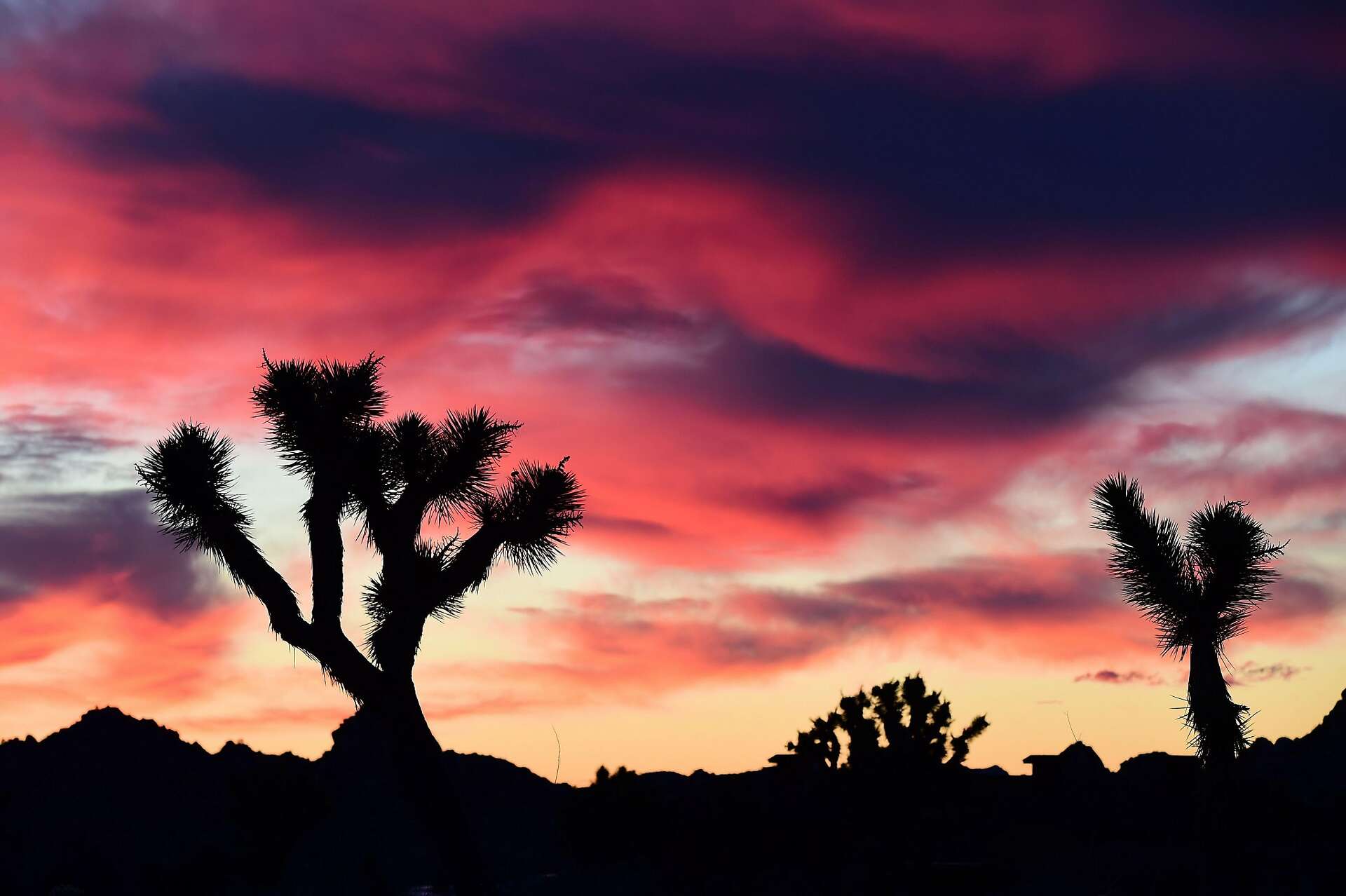 After Joshua Tree skeleton mystery is solved, new bones are found
