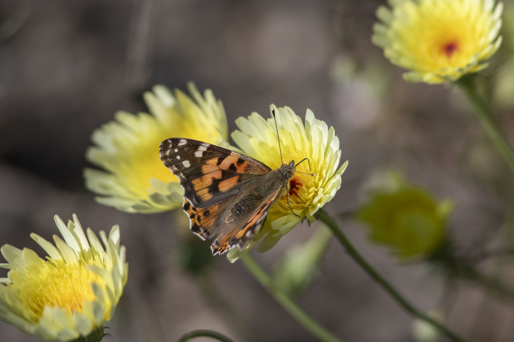 'It blindsided me': Surprise as massive butterfly swarm reaches ...