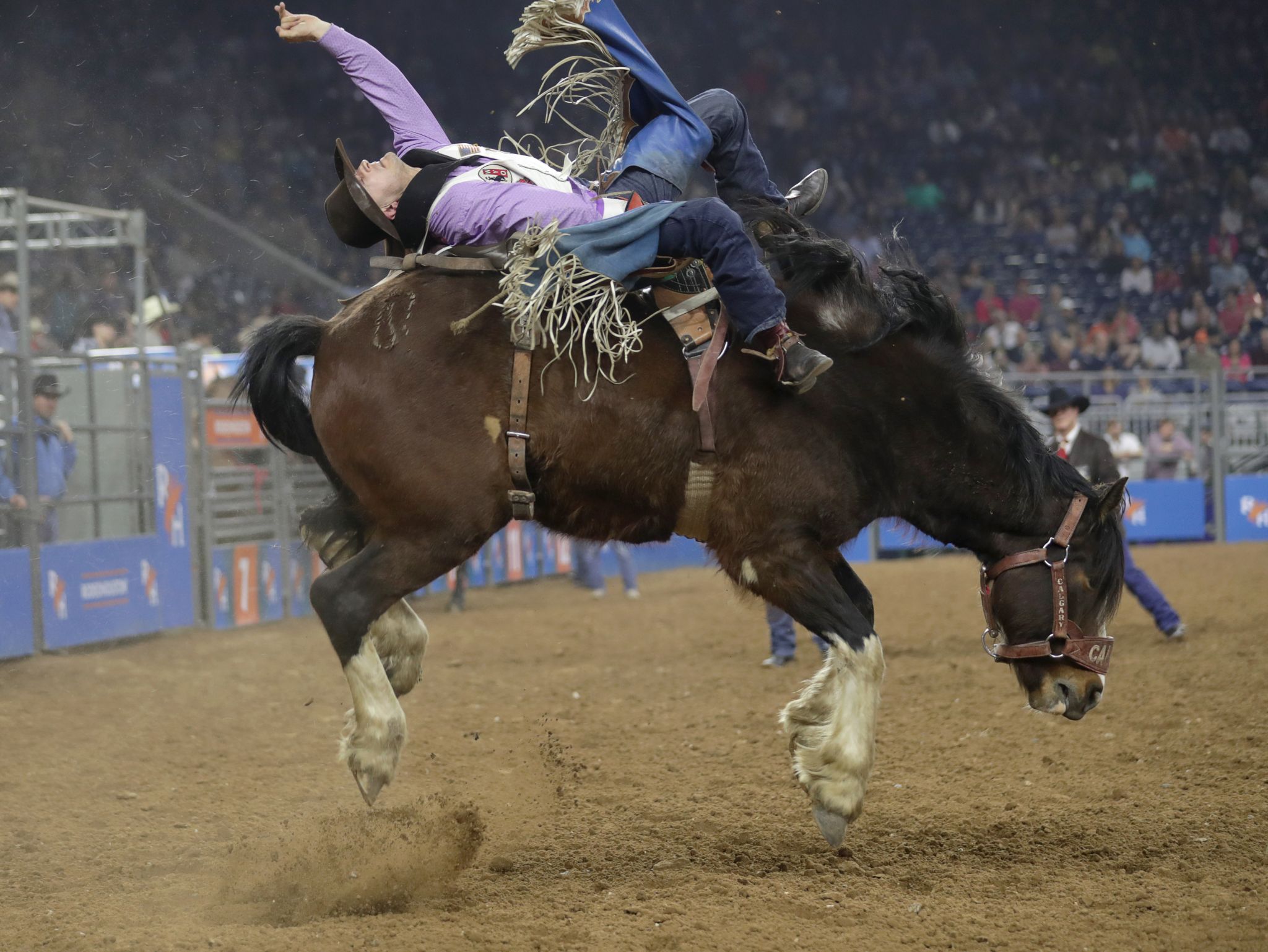 Day 17 Rodeo Photos