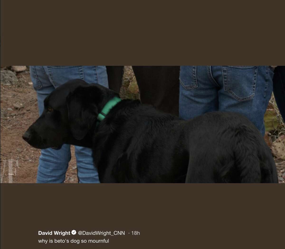 'Beto's dog 4 prez': Social media ready to send O'Rourke's pooch ...