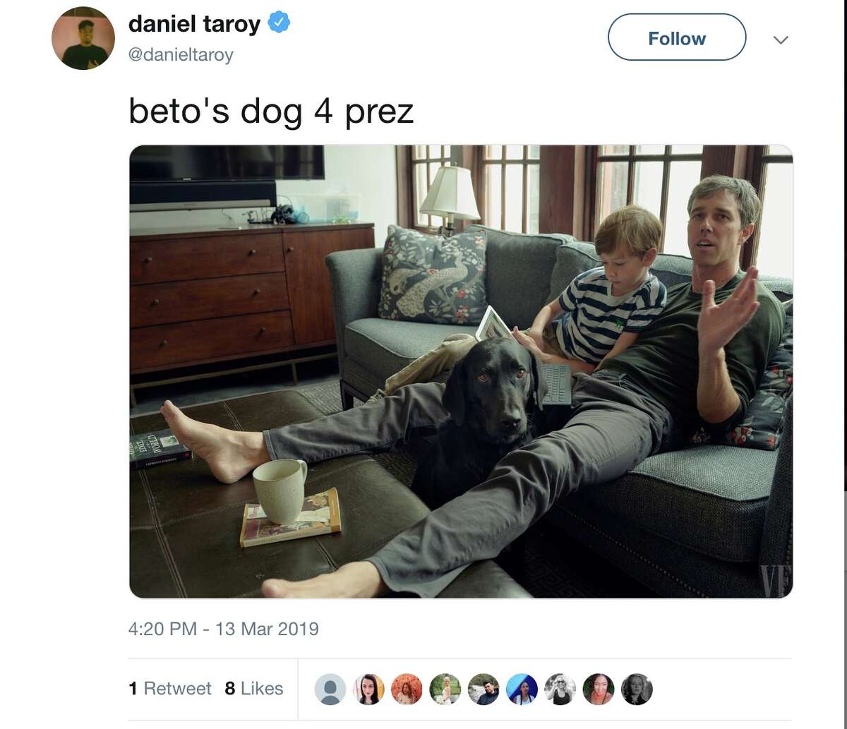 'Beto's dog 4 prez': Social media ready to send O'Rourke's pooch ...