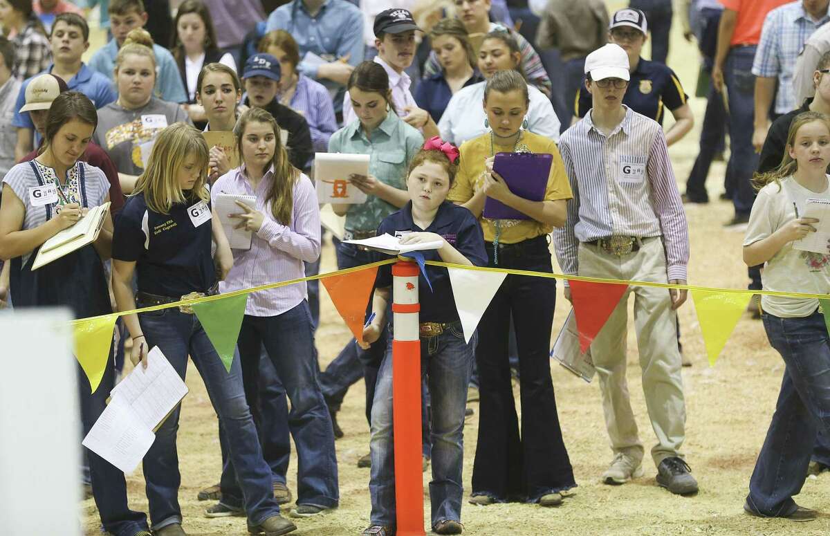 Youth display decision-making, reasoning skills in livestock judging ...